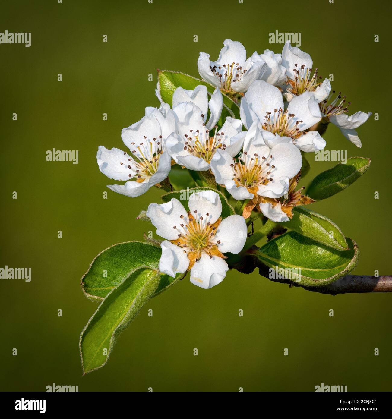 Pear blossom hi-res stock photography and images - Alamy