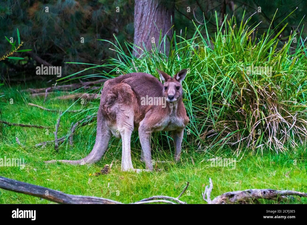 Australias Nature and Wildlife Stock Photo - Alamy