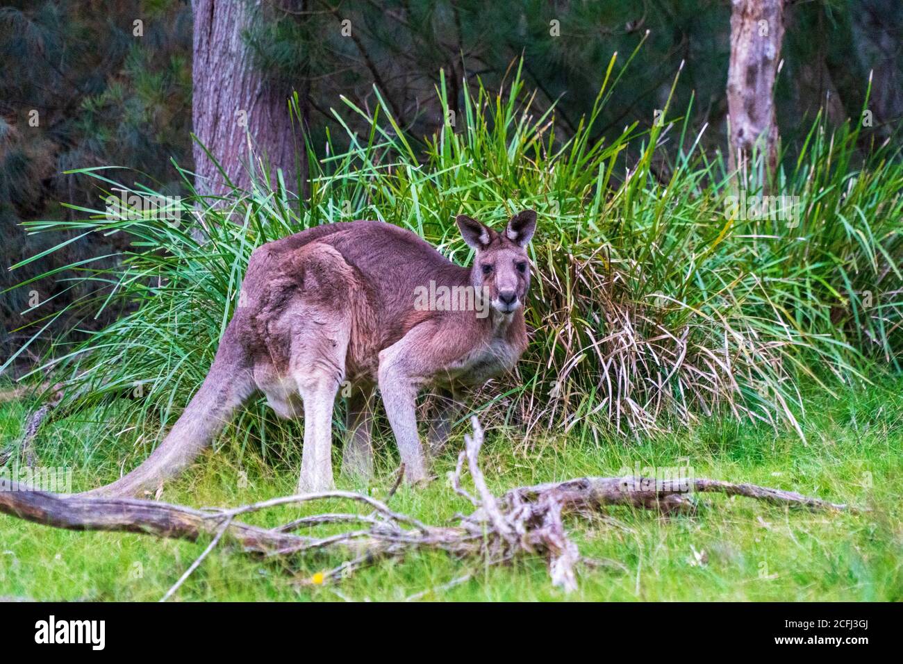Australias Nature and Wildlife Stock Photo - Alamy