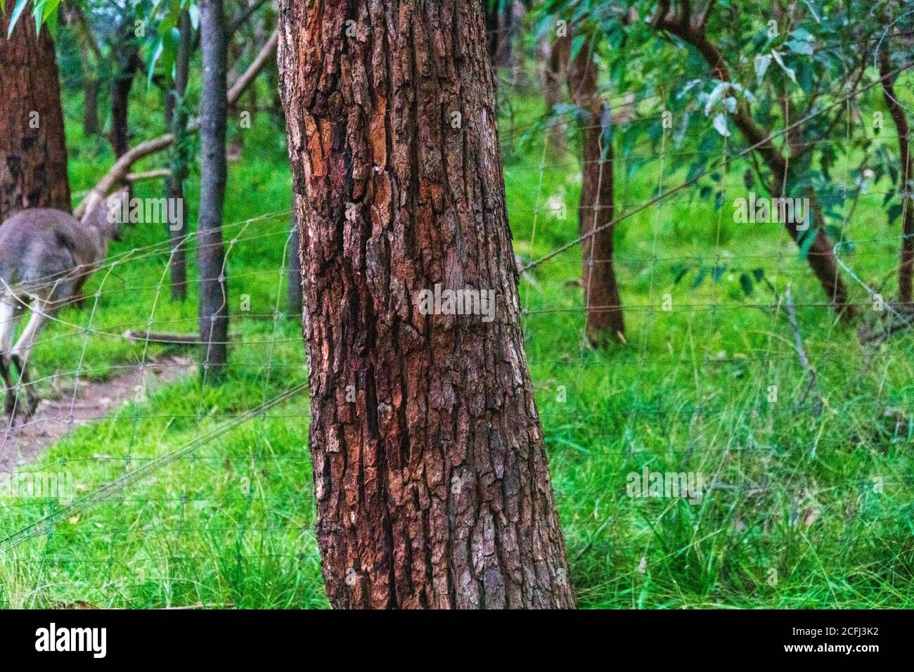 Australias Nature and Wildlife, brown tree stump Stock Photo - Alamy