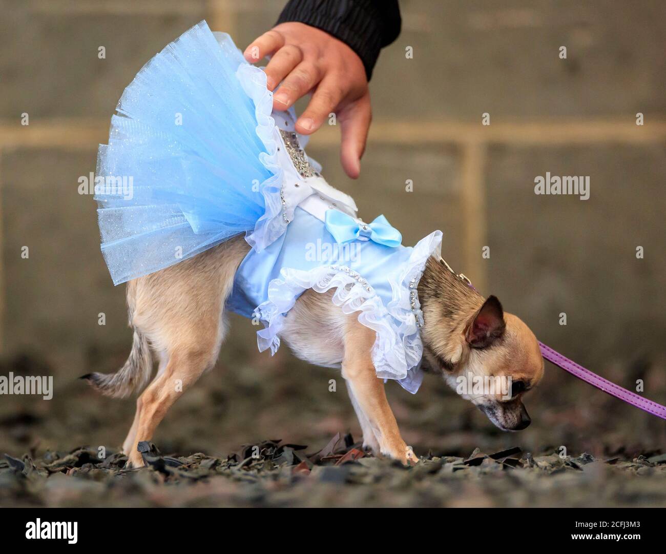 Dolly the chihuahua dog dressed as alice in wonderland hi-res stock ...