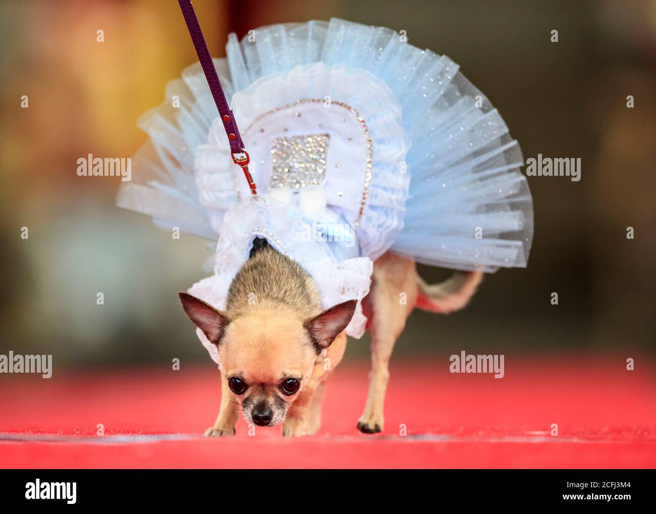 Dolly the chihuahua dog dressed as alice in wonderland hi-res stock ...