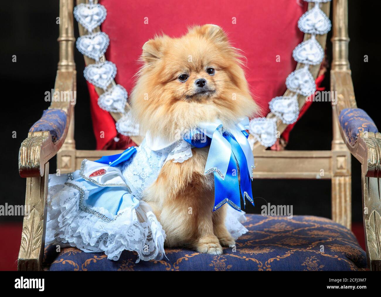 Tallulah the pomeranian dog dressed as alice in wonderland hi-res stock ...