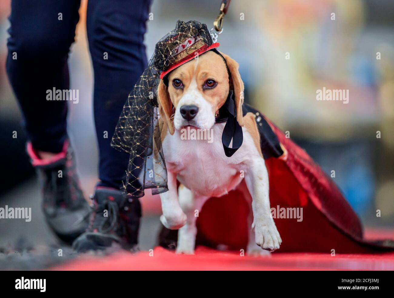 A dog during an Alice in Wonderland and Charlie and the Chocolate ...