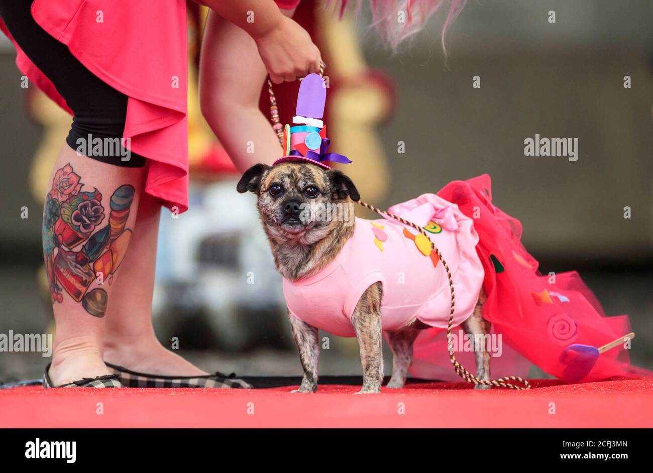 A dog during an Alice in Wonderland and Charlie and the Chocolate ...