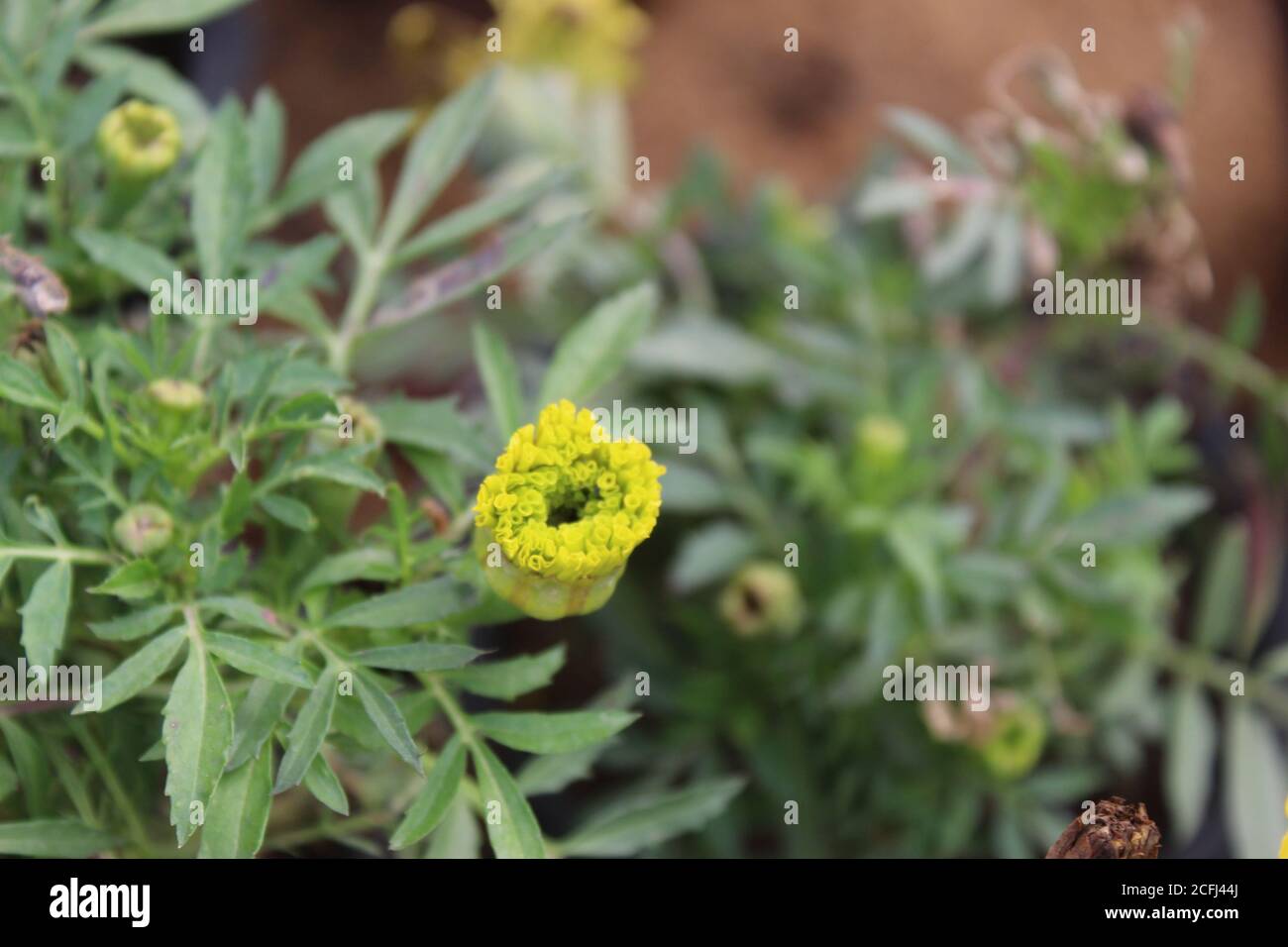 Stinking willie hi-res stock photography and images - Alamy