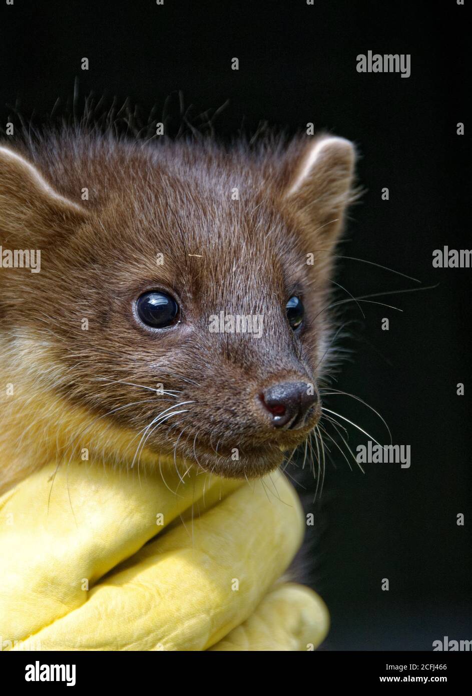 Exmoor Stallion High Resolution Stock Photography and Images - Alamy