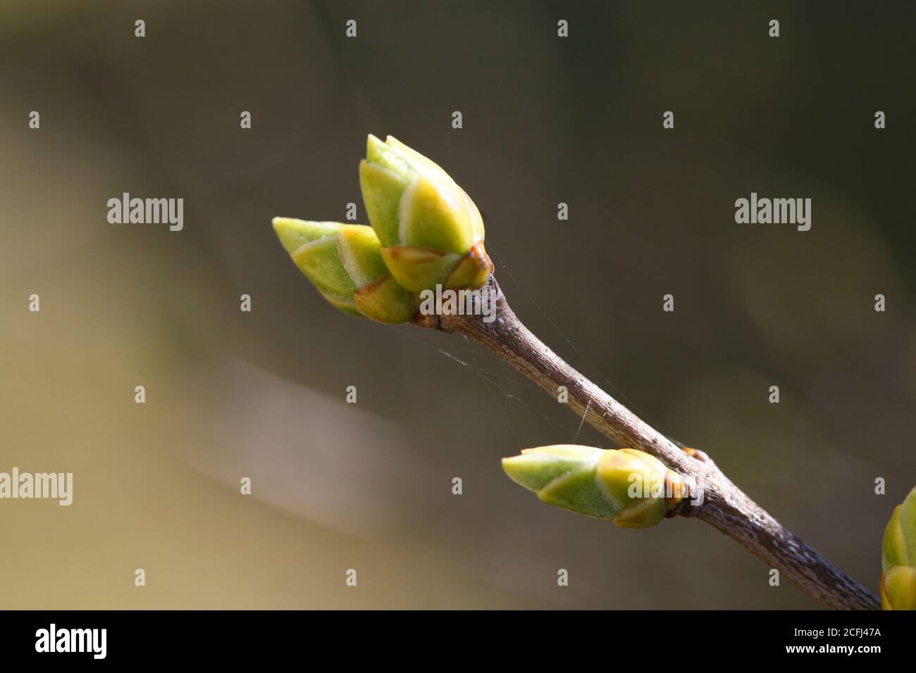 LEAVES BUDDING in spring Stock Photo - Alamy