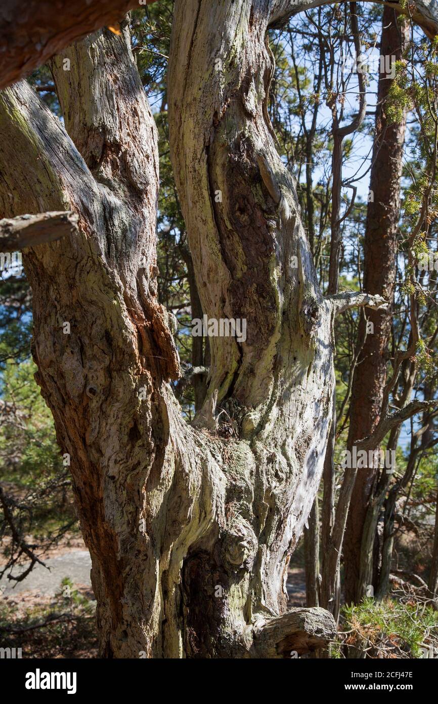 OLD DEAD TREE stands like a Y in the landscape Stock Photo - Alamy
