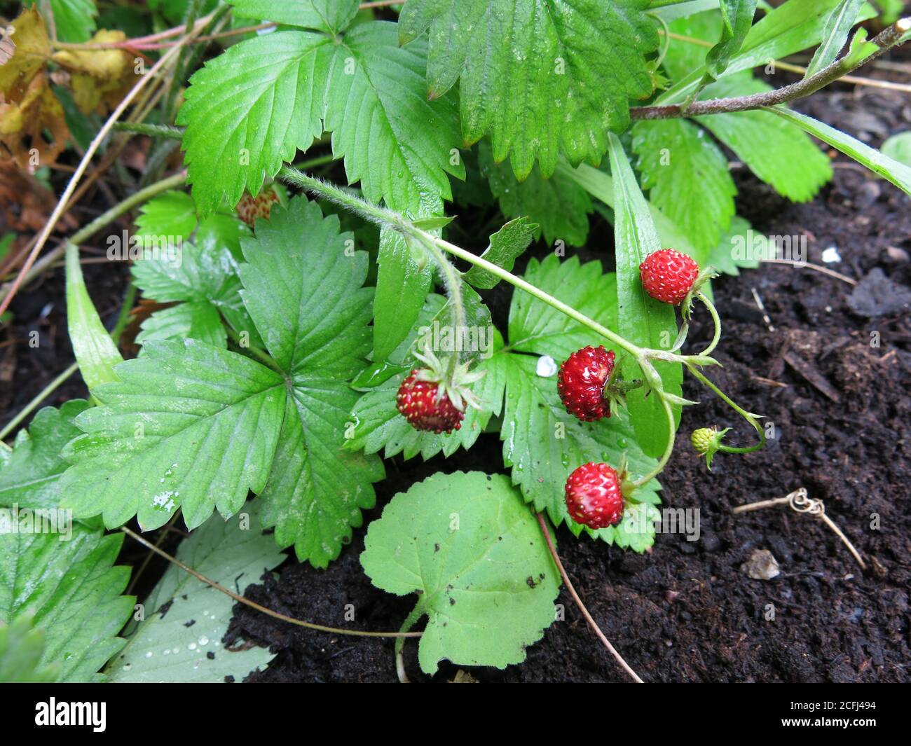 FRAGARIA VESCA Wild Strawberry in garden Stock Photo - Alamy