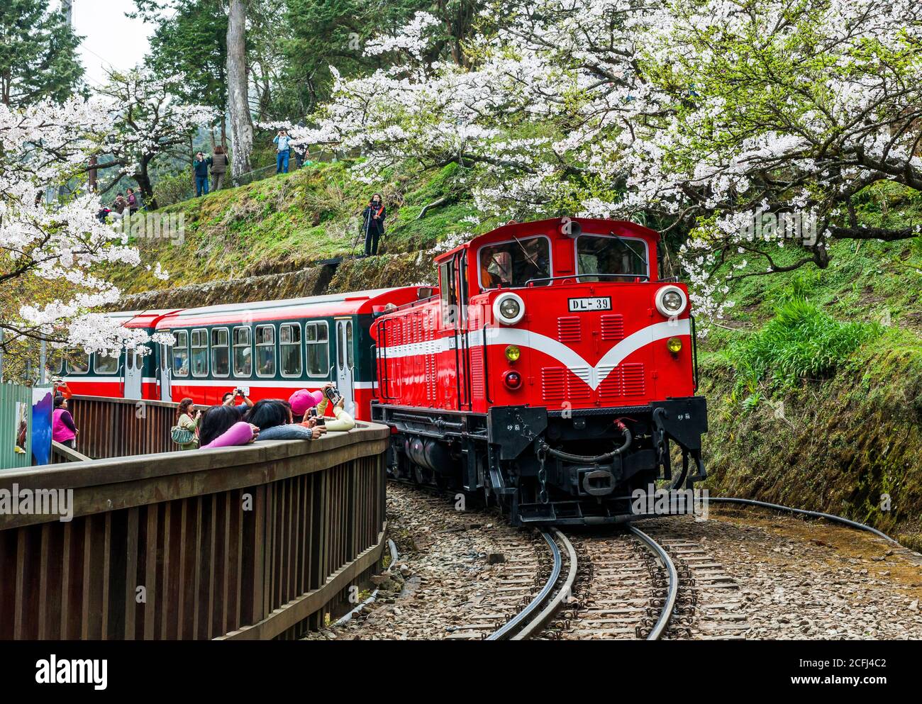 Alishan Forest Train At Alishan National Scenic Area. The Railway ...