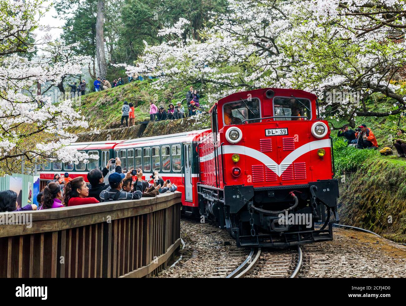 Alishan national scenic area hi-res stock photography and images - Alamy