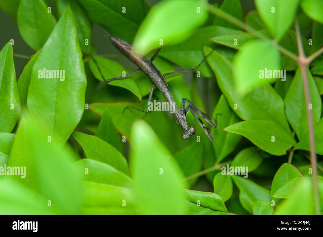 Chinese mantis (Tenodera sinensis) - Praying Mantis on green leaves ...