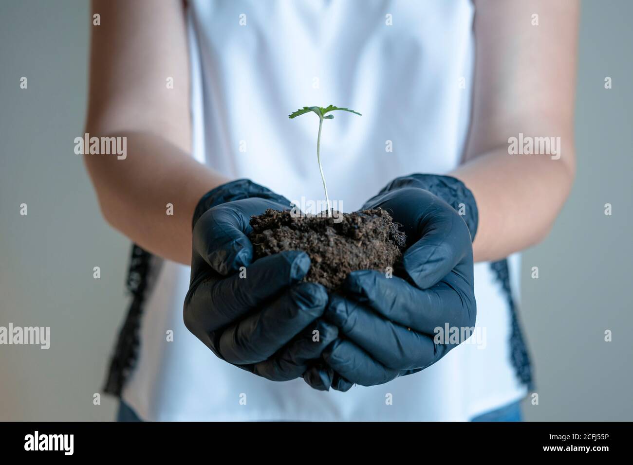Female hand holding small sprout of medical marijuana plant, close-up ...