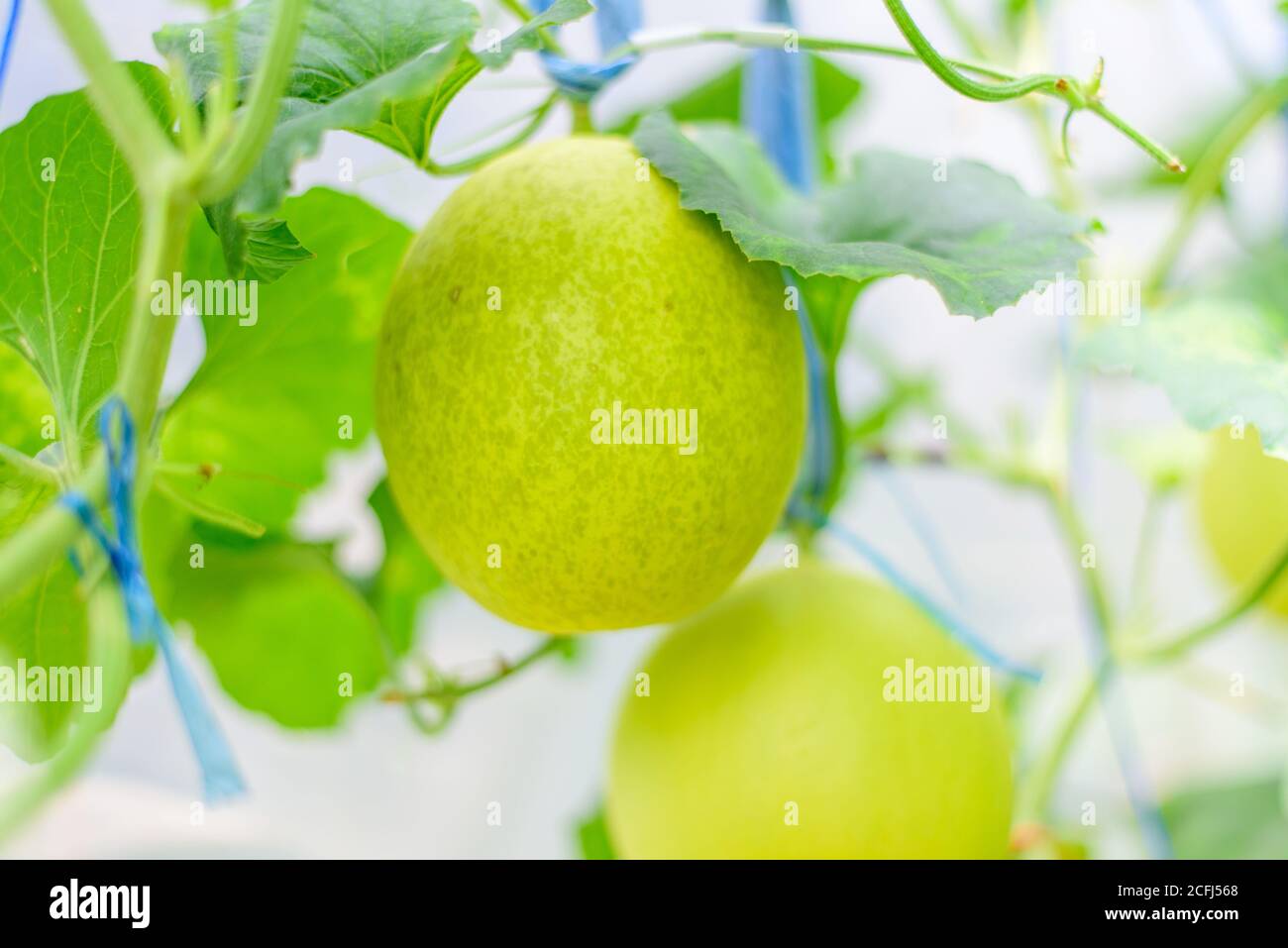Fresh golden melon in farm Stock Photo - Alamy