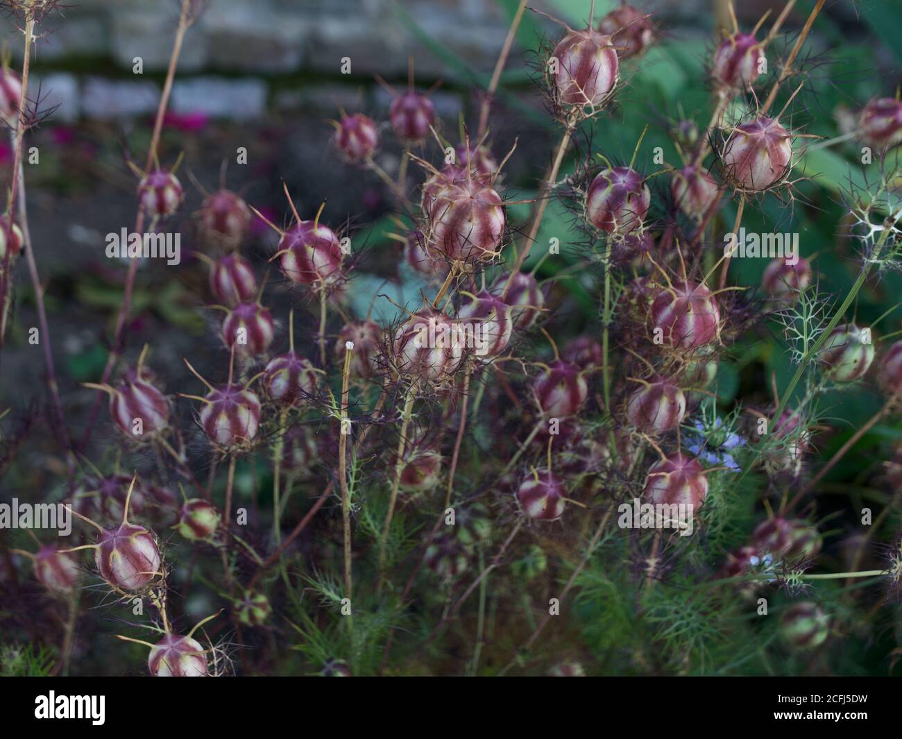 Wildflower seed pods hi-res stock photography and images - Alamy