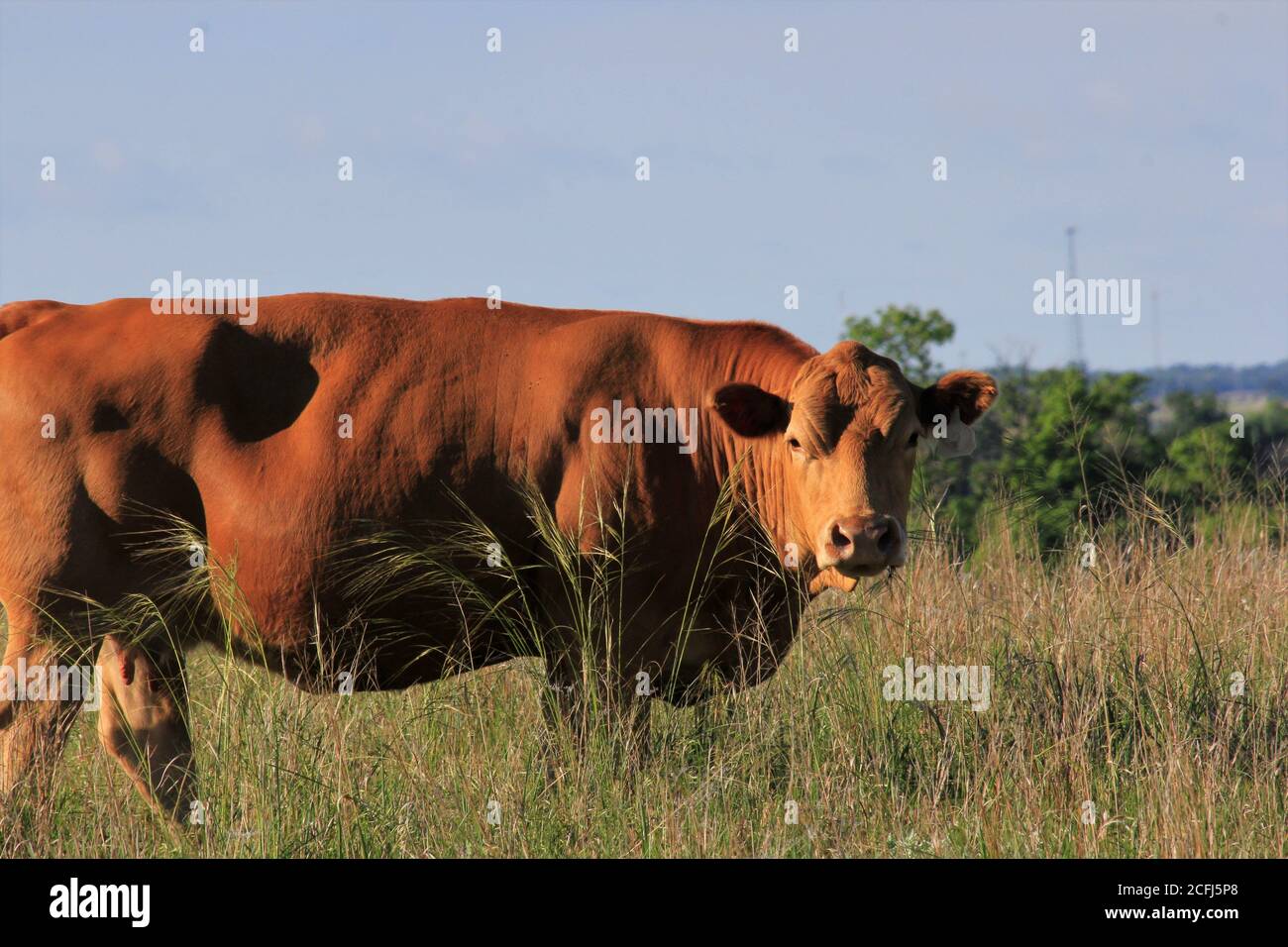 Red hair cow hi-res stock photography and images - Alamy