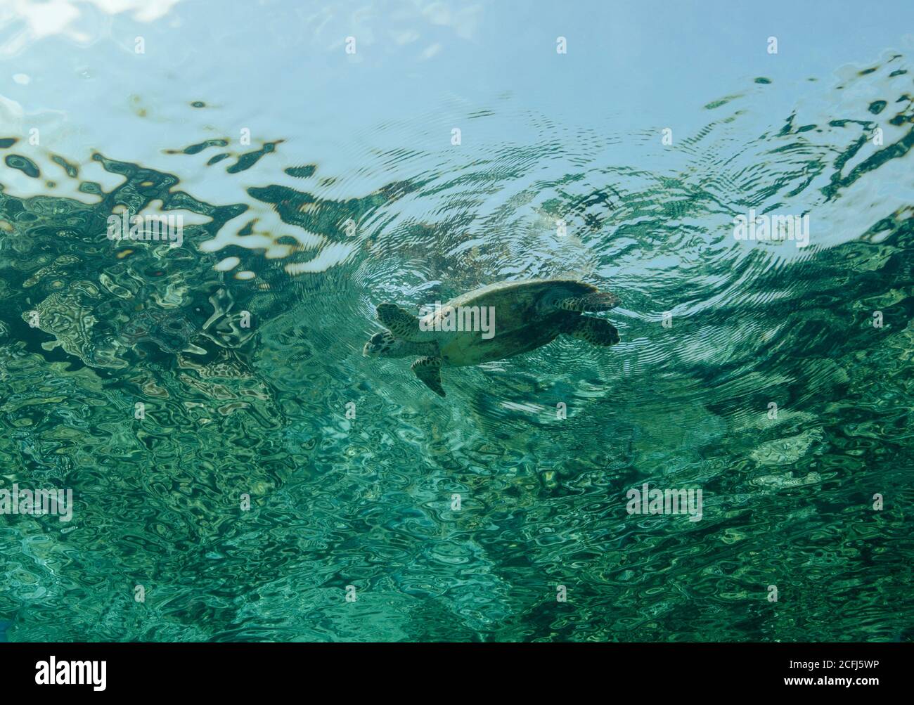 Bathala Island High Resolution Stock Photography and Images - Alamy