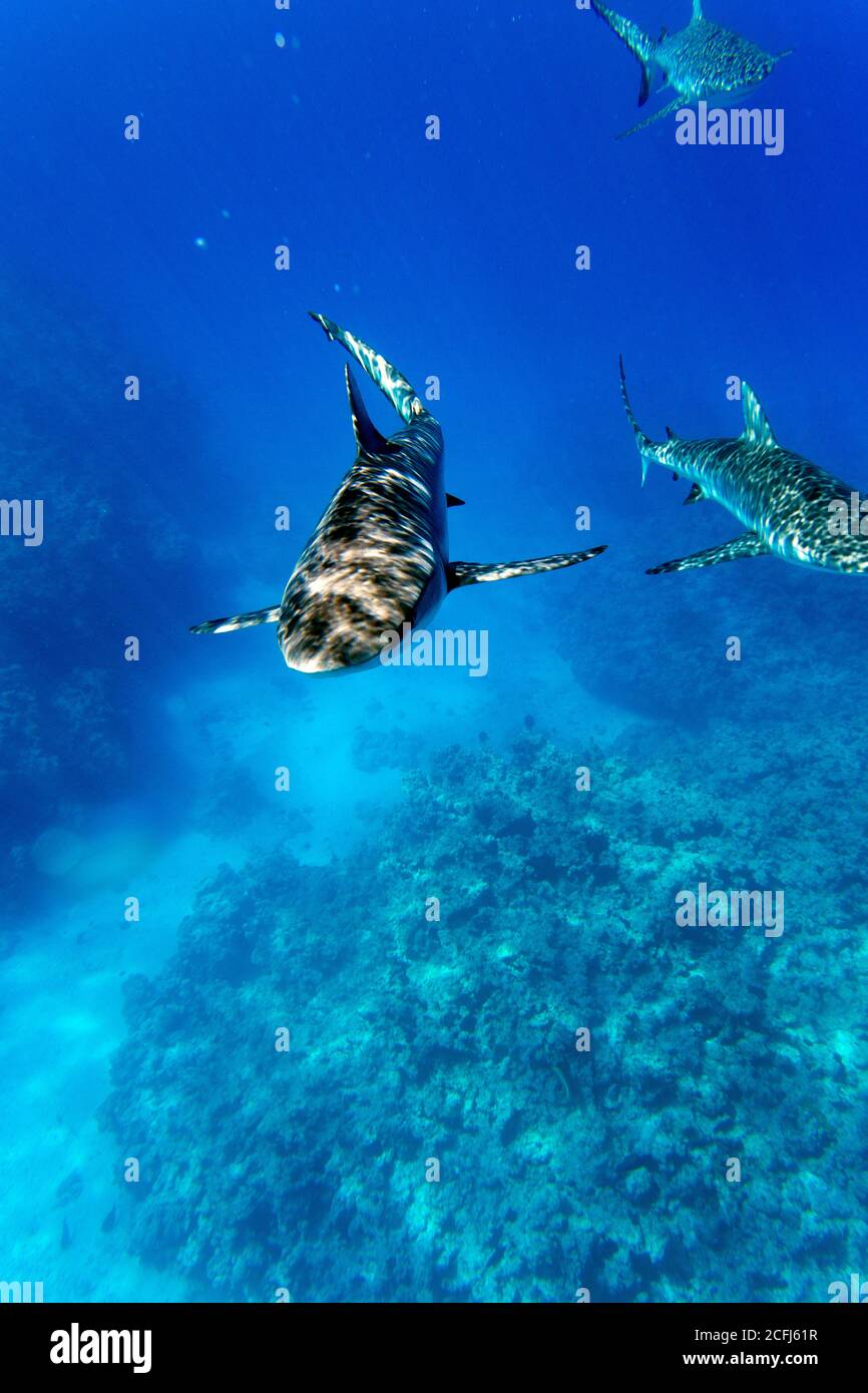Three nurse sharks hi-res stock photography and images - Alamy