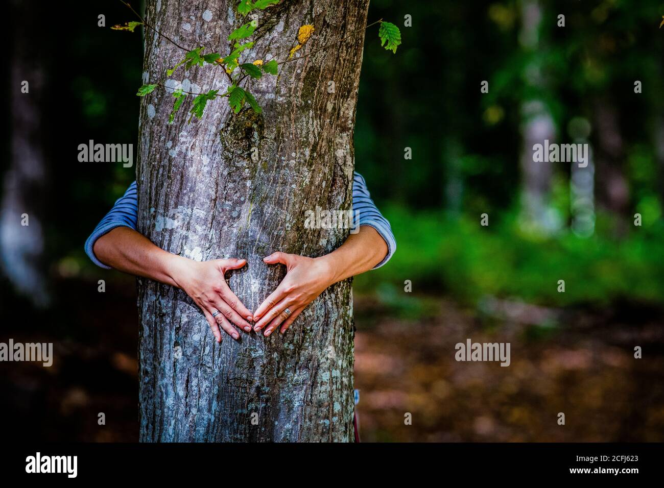 woman hand embracing a tree in the forest - nature loving, fight global ...