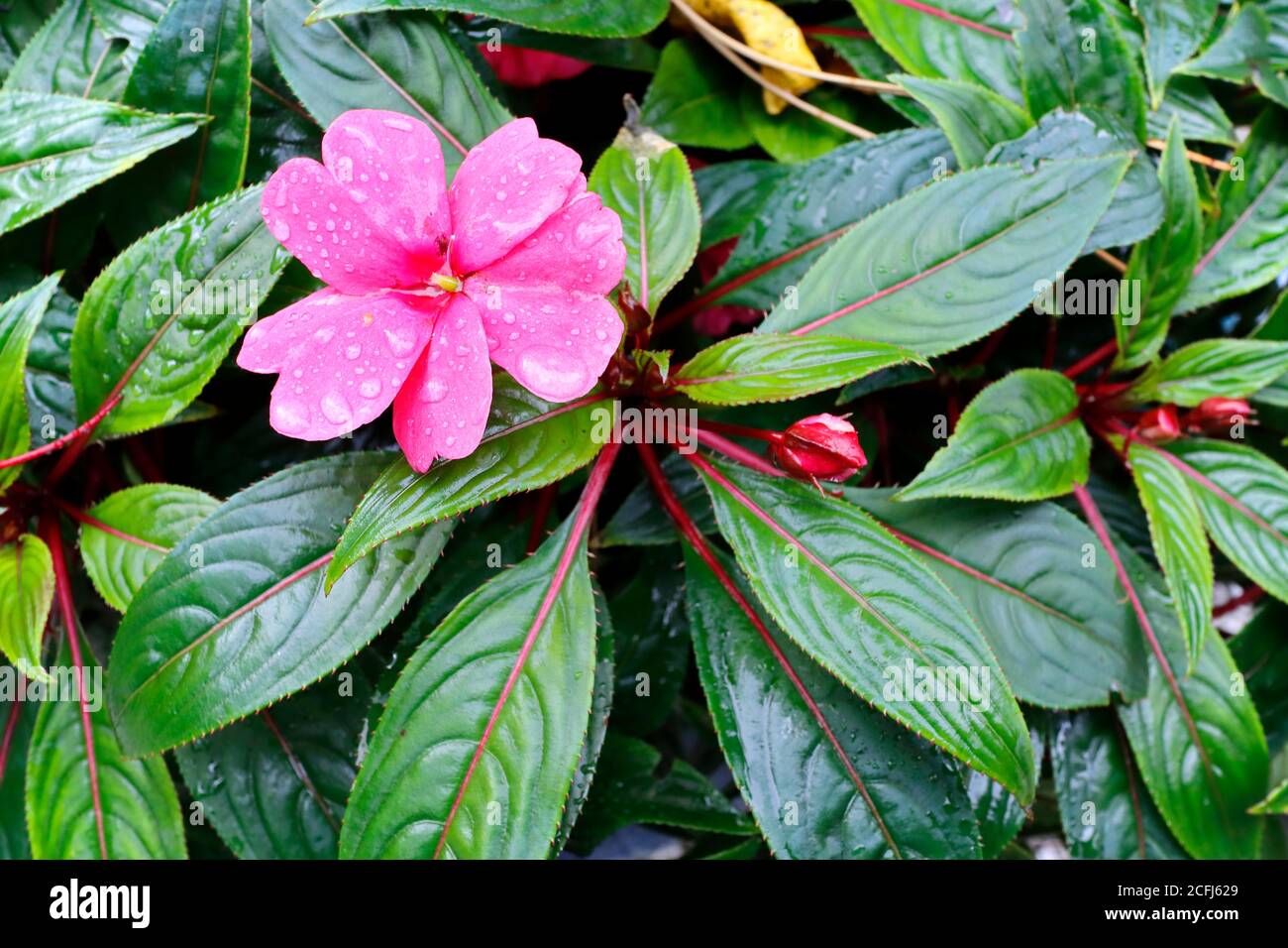 Impatiens walleriana hi-res stock photography and images - Alamy