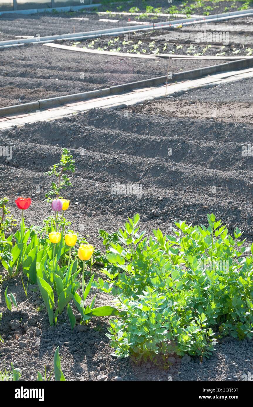 Empty garden bed hi-res stock photography and images - Alamy