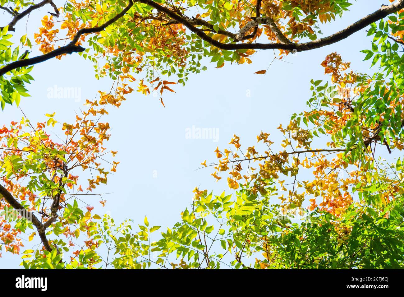 Top view with tree branch and blue sky Stock Photo - Alamy
