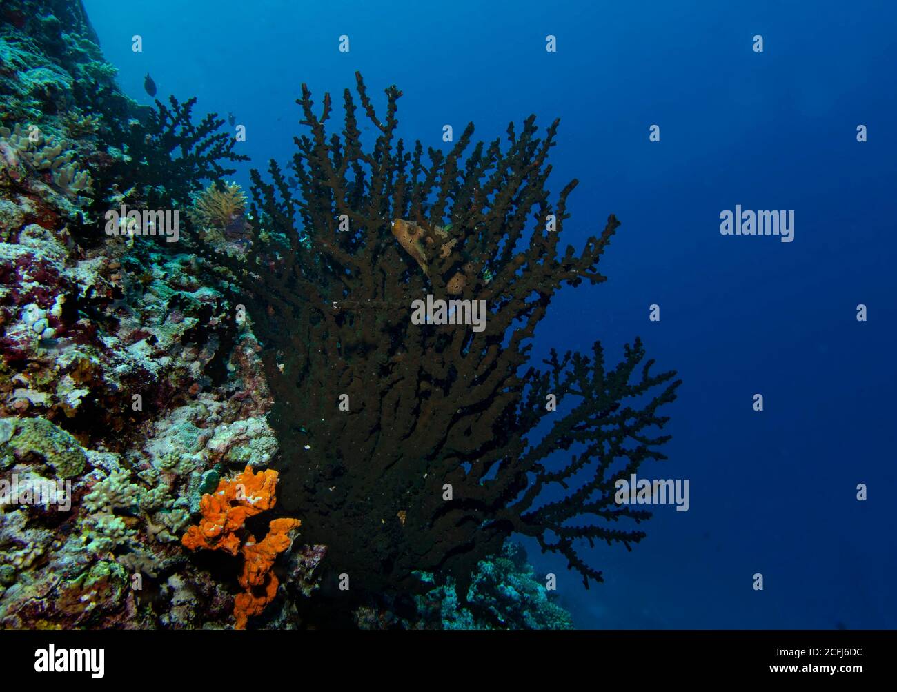 Calyx High Resolution Stock Photography and Images - Alamy