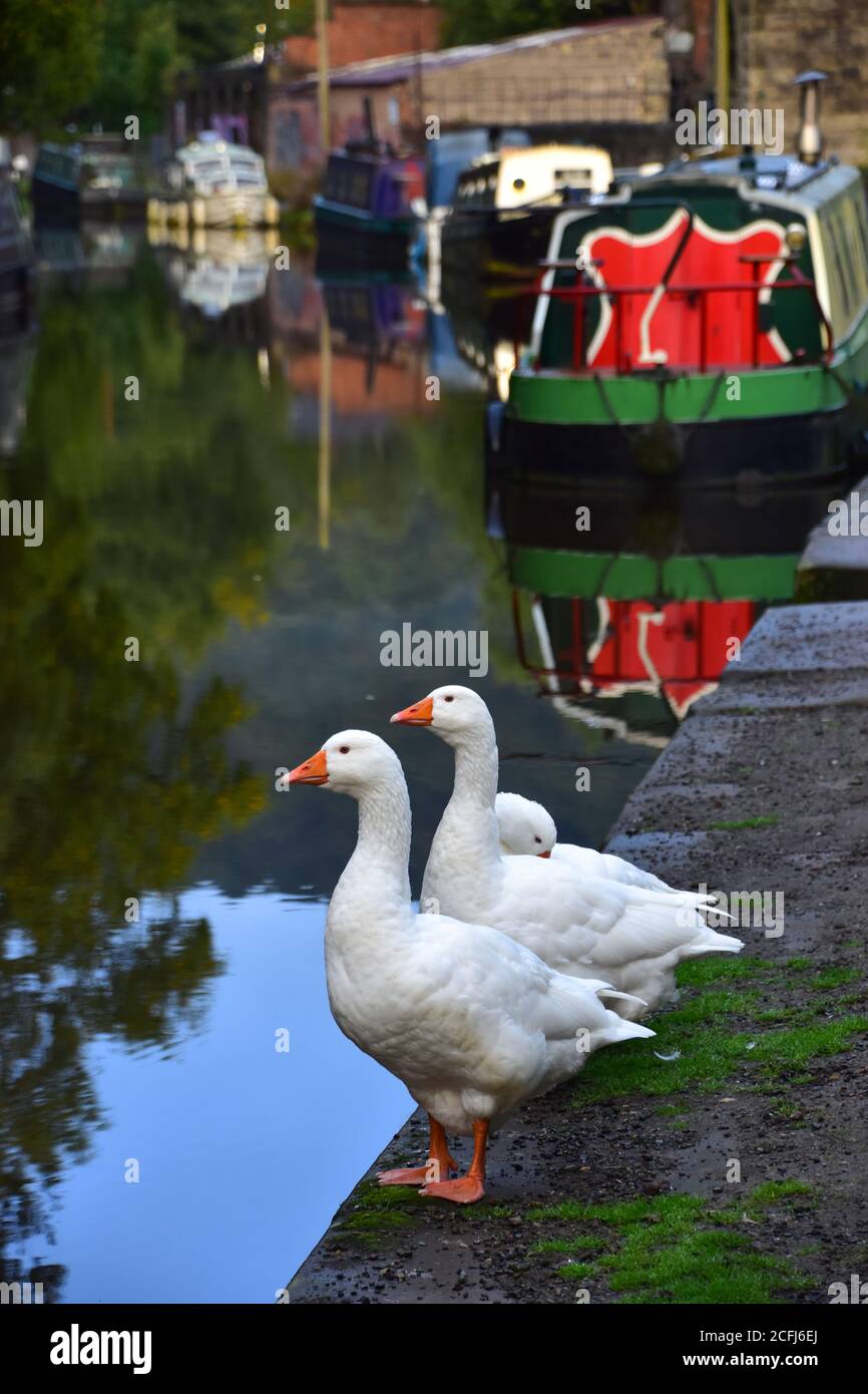 White Domestic Geese, Rochdale Canal, Hebden Bridge, West Yorkshire, UK ...