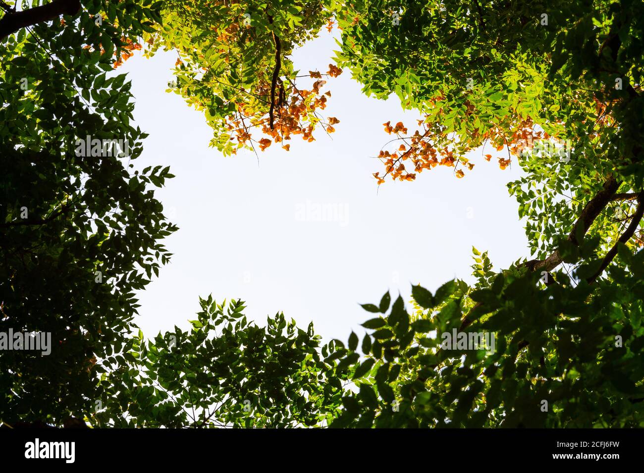 Top view with tree branch and blue sky Stock Photo - Alamy