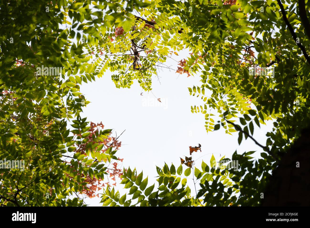 Top view with tree branch and blue sky Stock Photo - Alamy