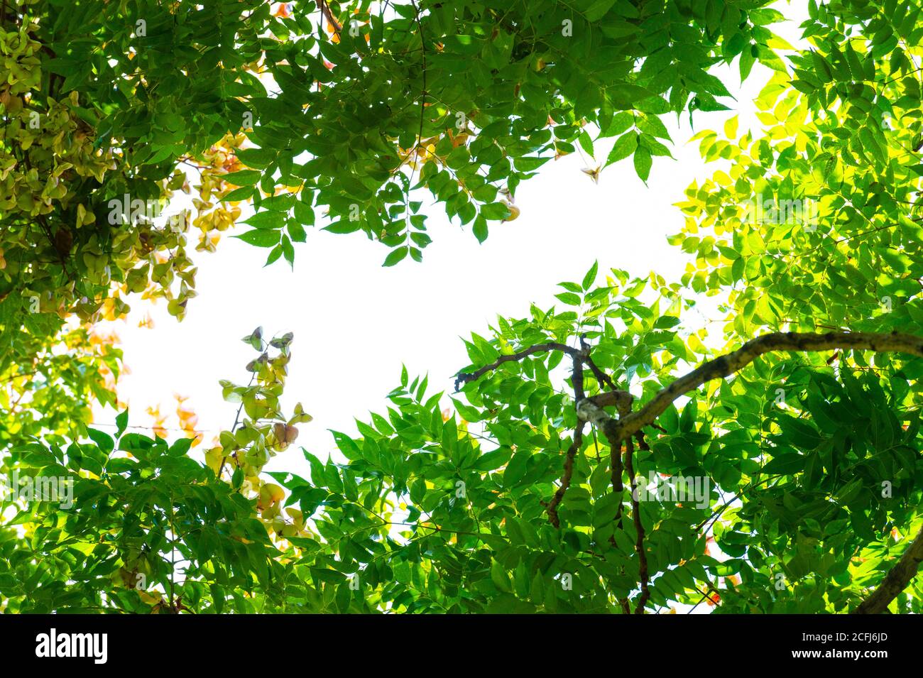 Top view with tree branch and blue sky Stock Photo - Alamy