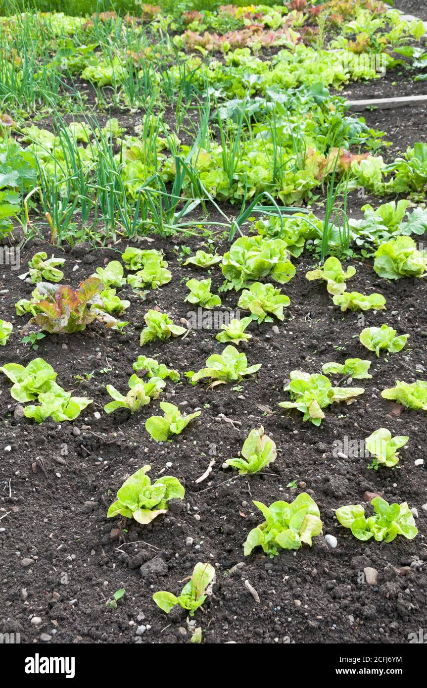 Fresh young green and red lettuce and scallion plants on a sunny ...