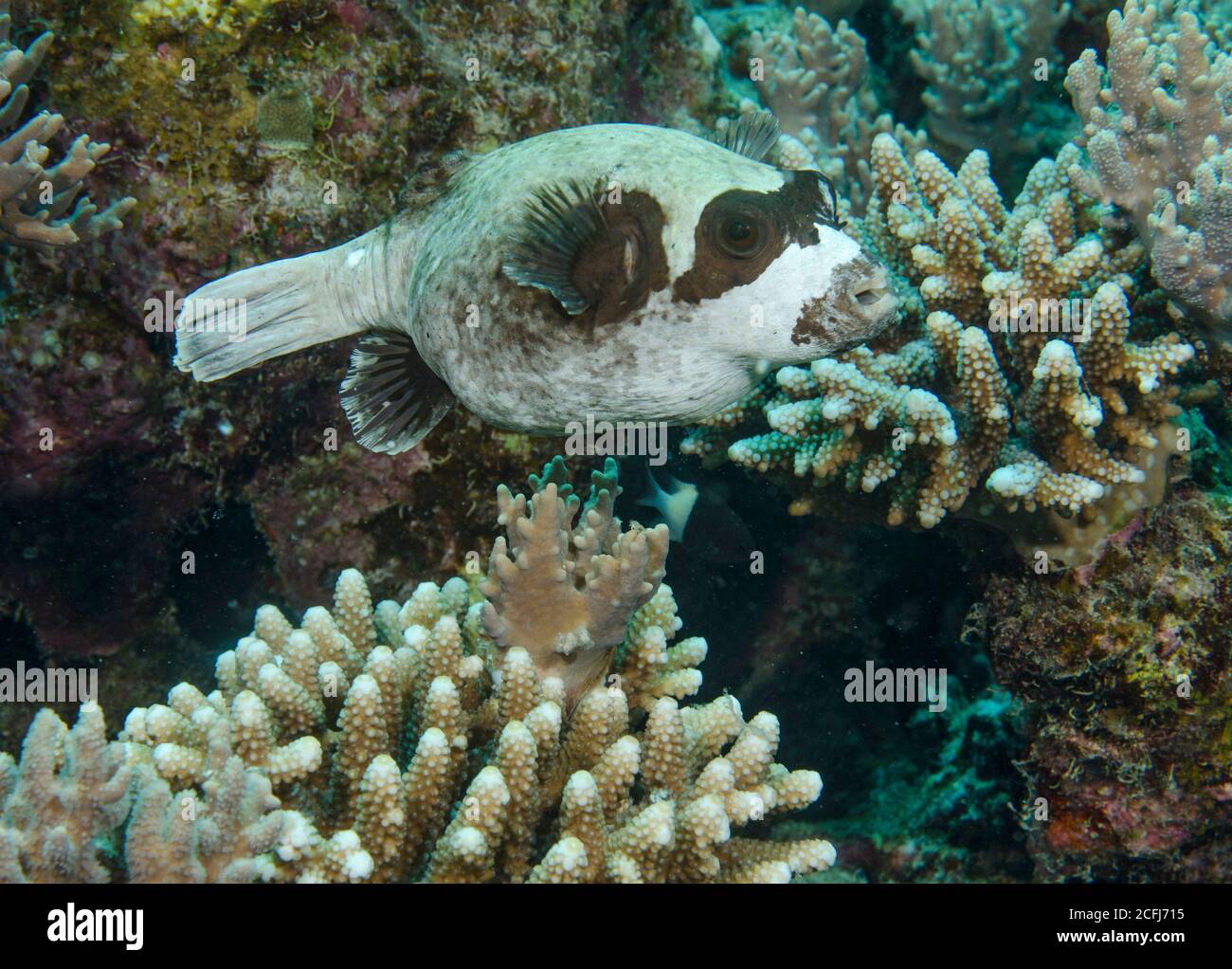 Masked puffer, Arothron diadematus, on coral reef in Hamata, Egypt ...