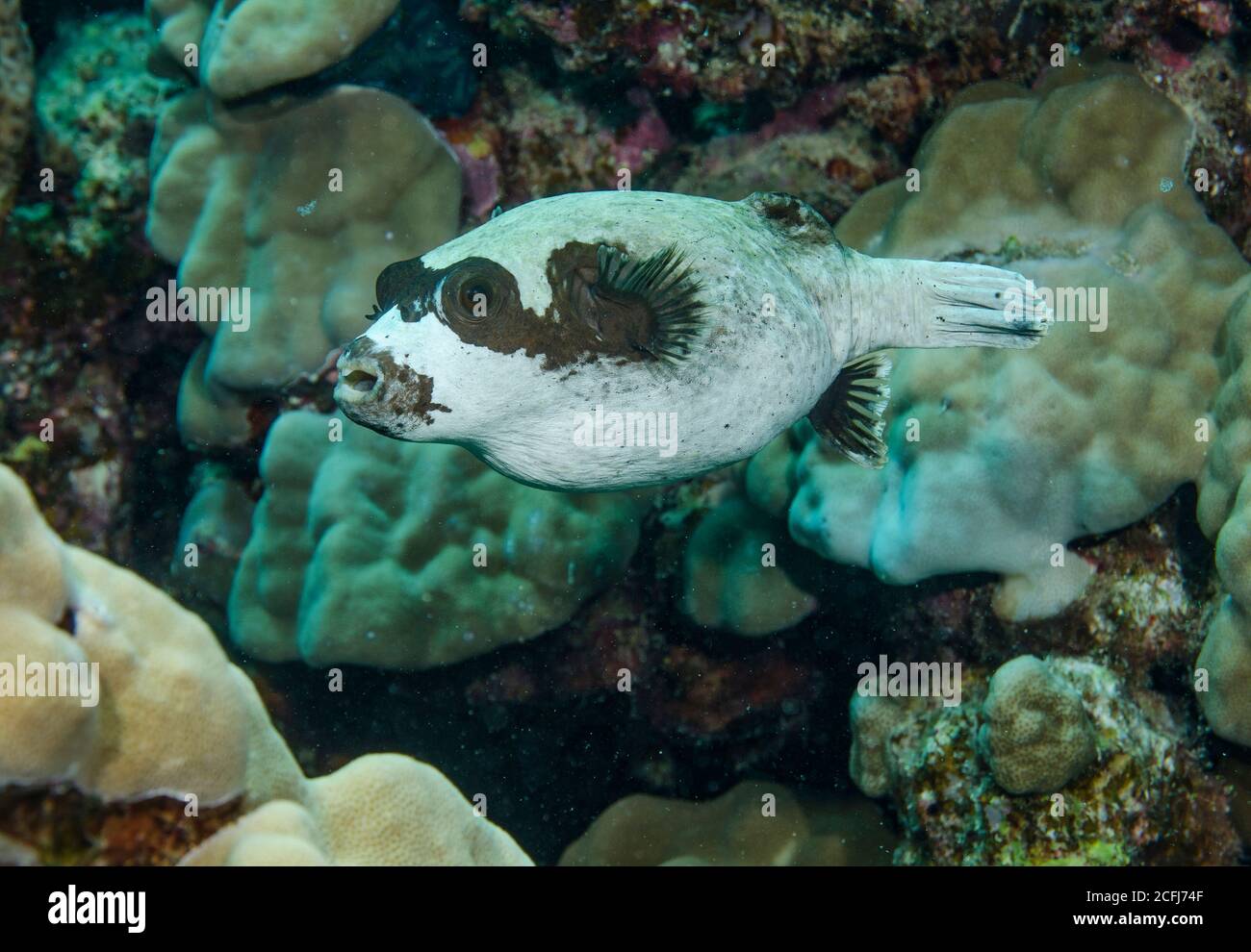 Masked puffer, Arothron diadematus, on coral reef in Hamata, Egypt ...