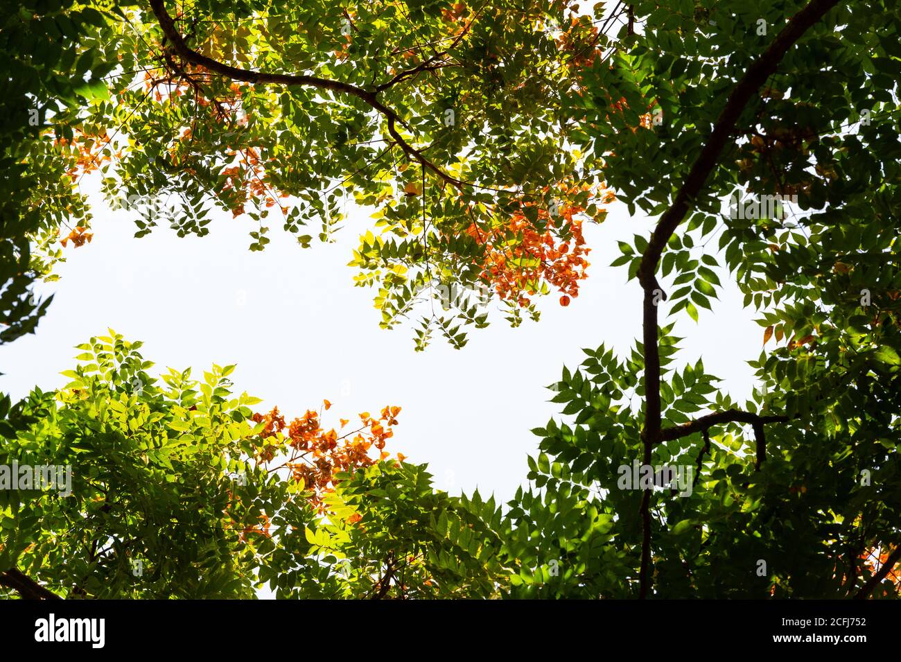 Top view with tree branch and blue sky Stock Photo - Alamy