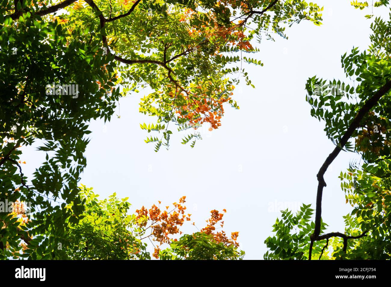 Top view with tree branch and blue sky Stock Photo - Alamy