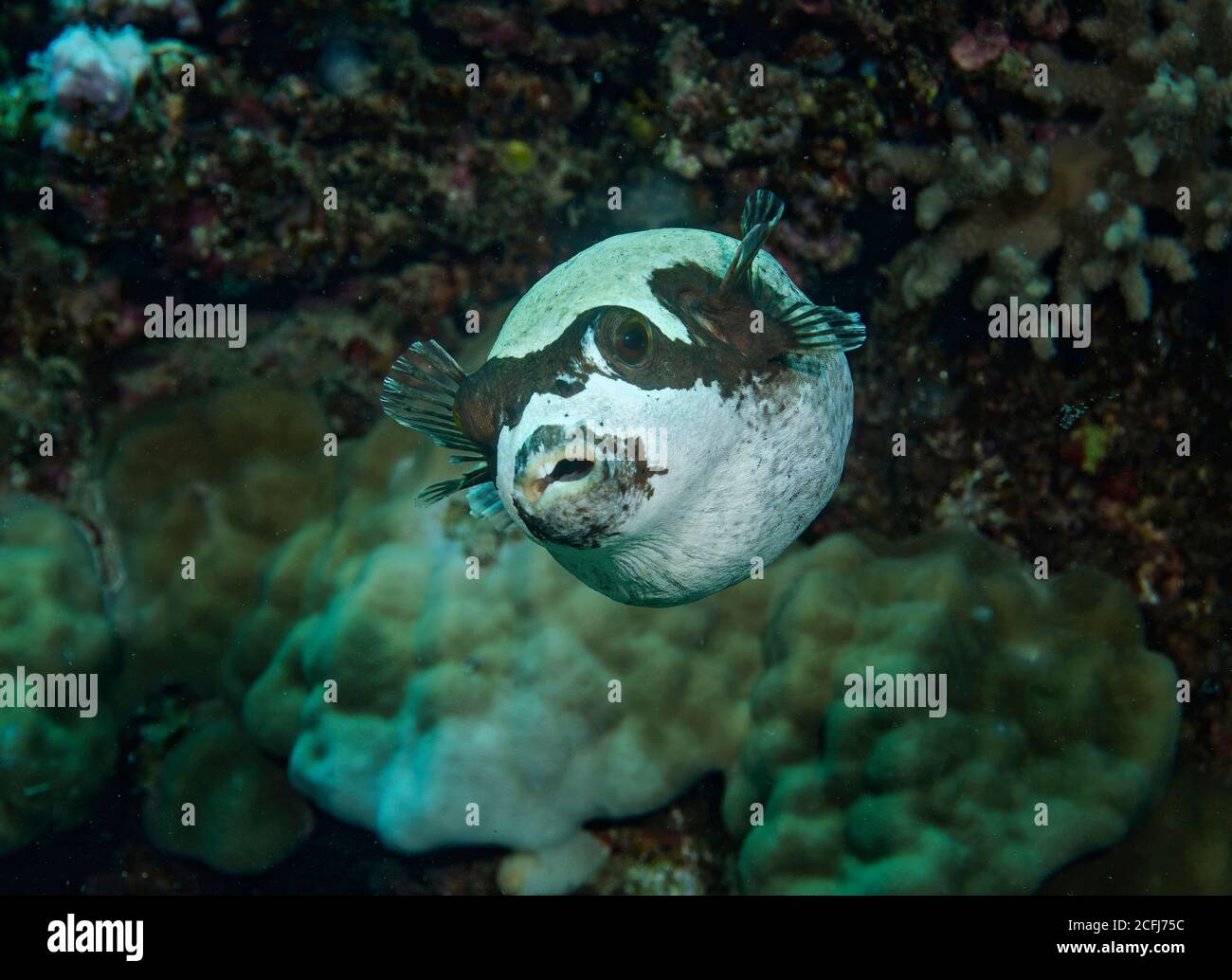 Masked puffer, Arothron diadematus, on coral reef in Hamata, Egypt ...