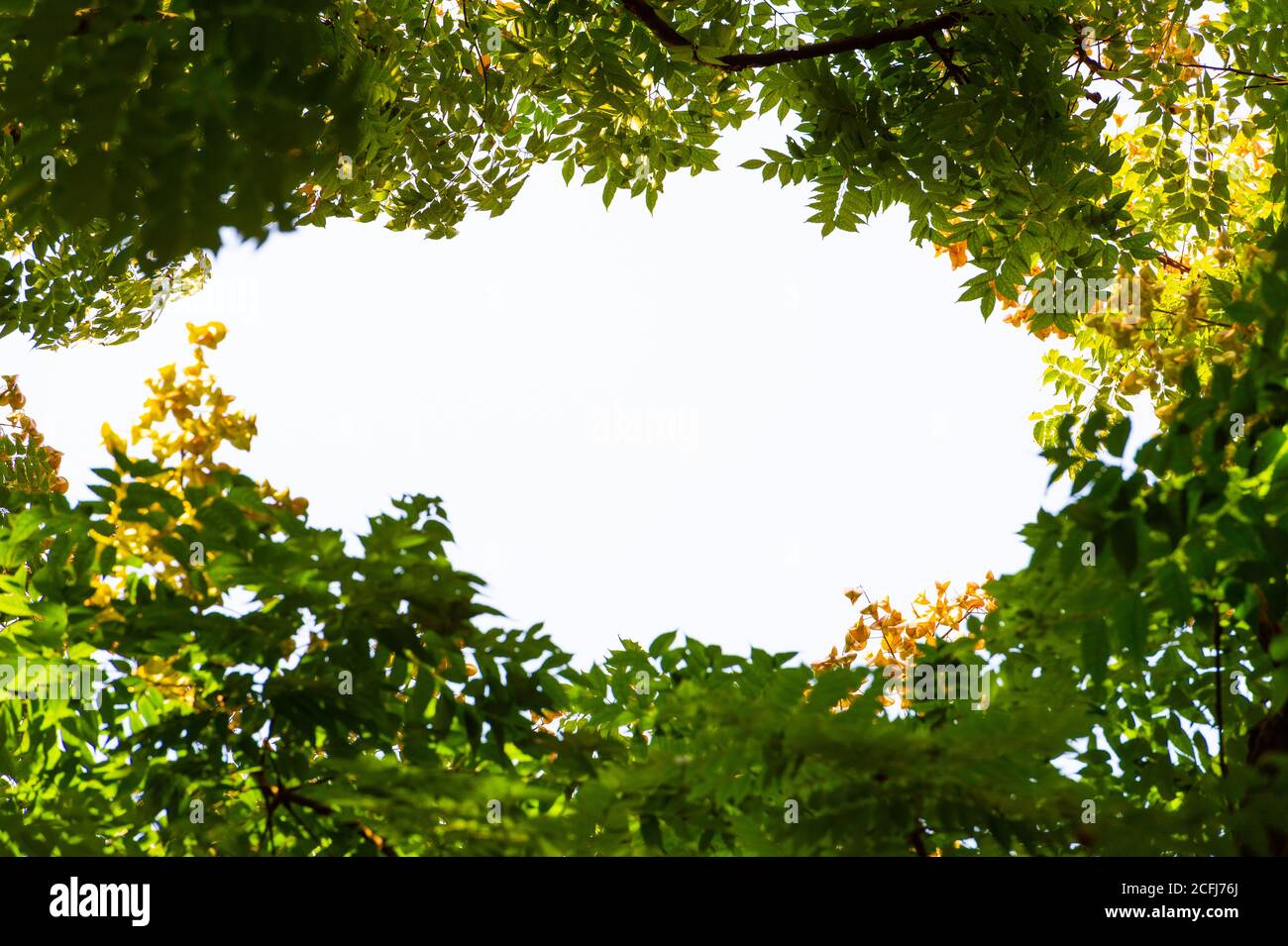 Top view with tree branch and blue sky Stock Photo - Alamy