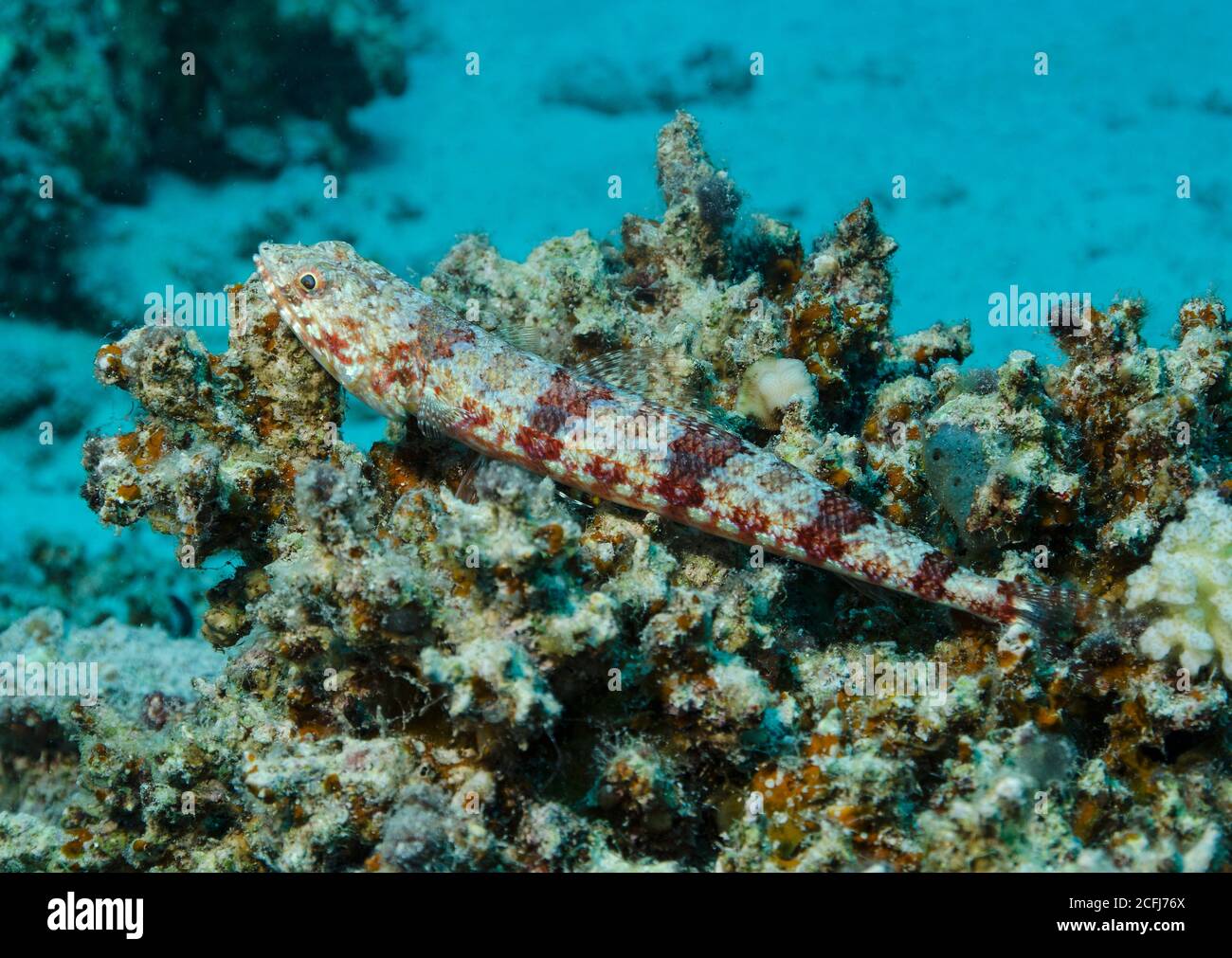 Variegated Lizardfish, Synodus variegatus, on coral in Hamata, Red Sea ...