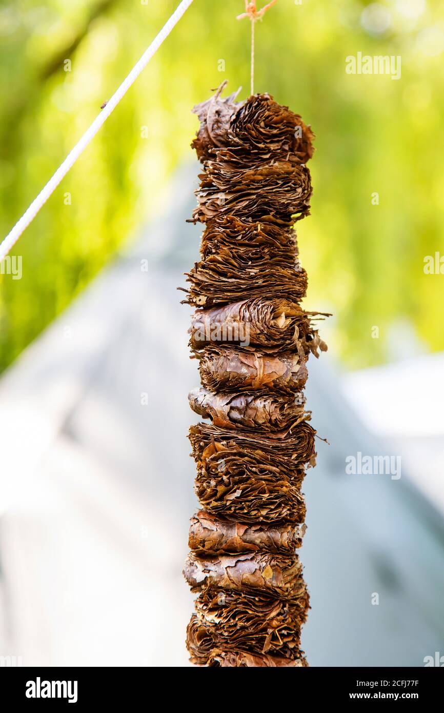 Guayusa tree hi-res stock photography and images - Alamy