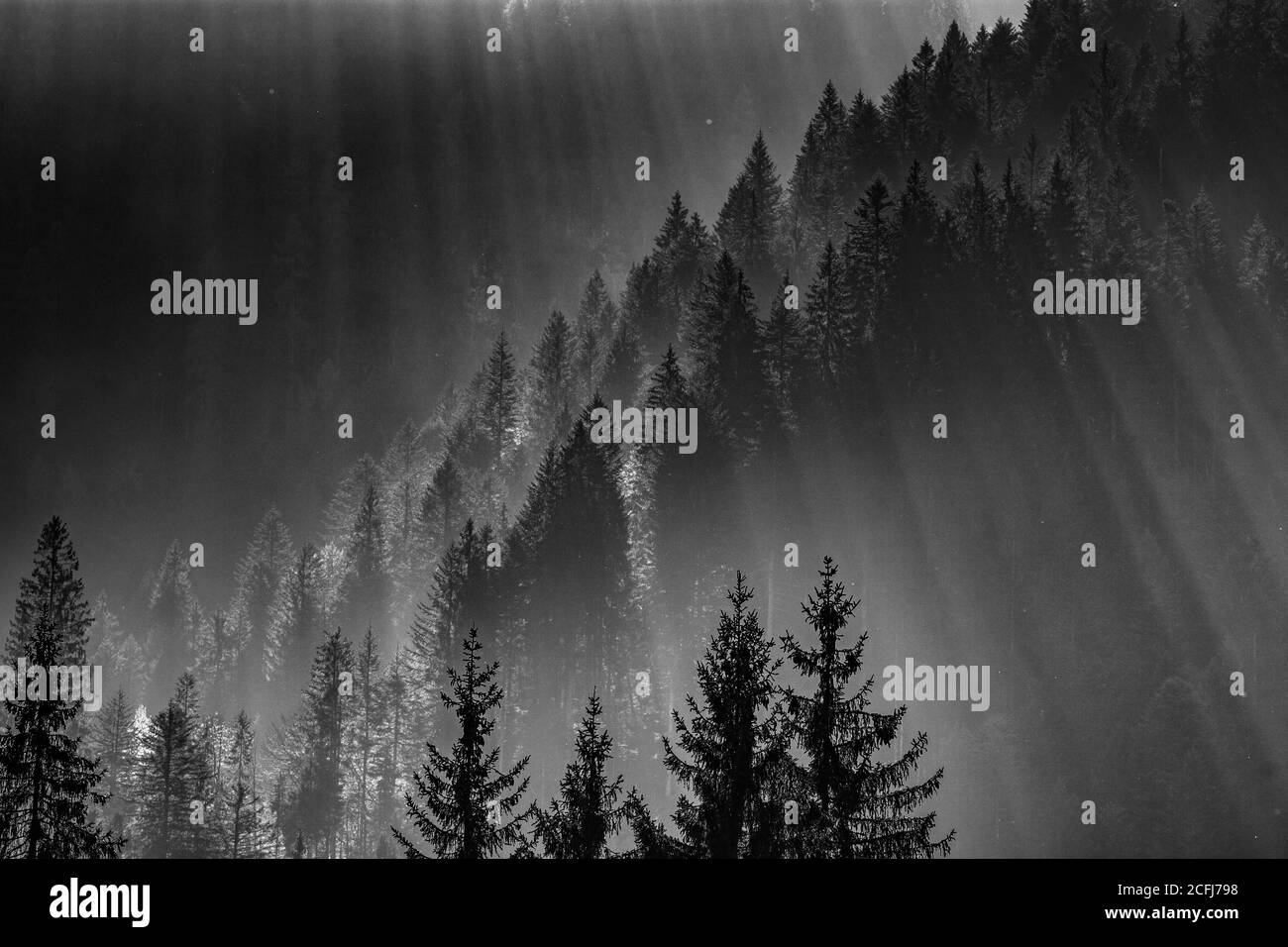 Beautiful sunrise light through Black and White Stock Photos & Images ...