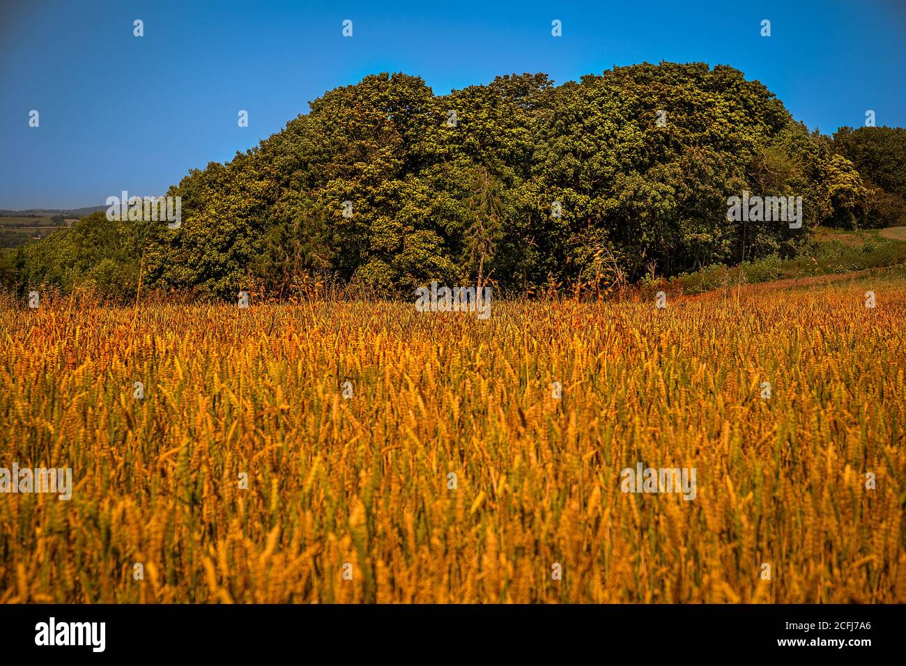 Field copse hi-res stock photography and images - Alamy