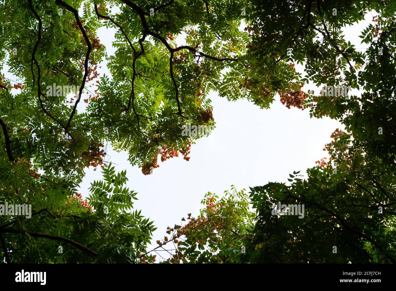Top view with tree branch and blue sky Stock Photo - Alamy