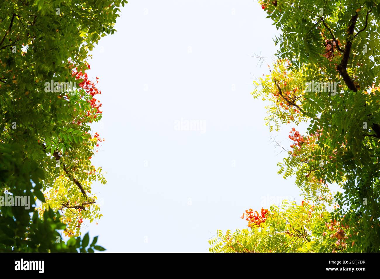 Top view with tree branch and blue sky Stock Photo - Alamy