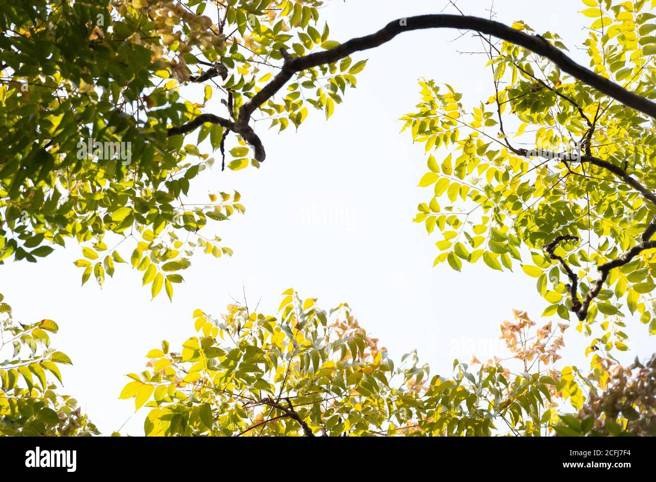 Top view with tree branch and blue sky Stock Photo - Alamy