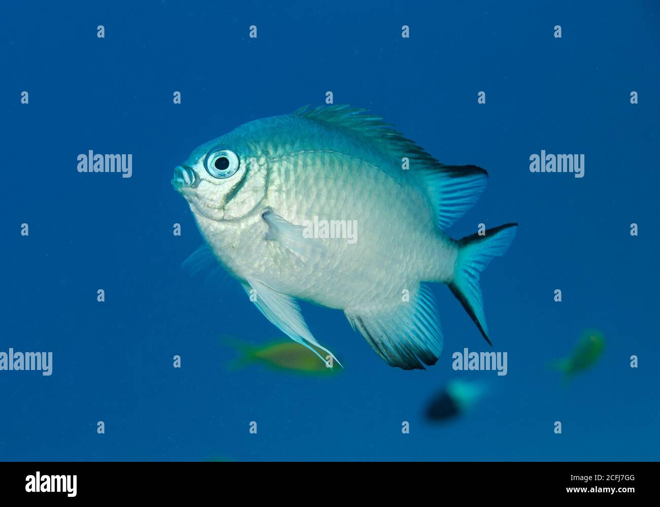 Damsel Fish High Resolution Stock Photography and Images - Alamy