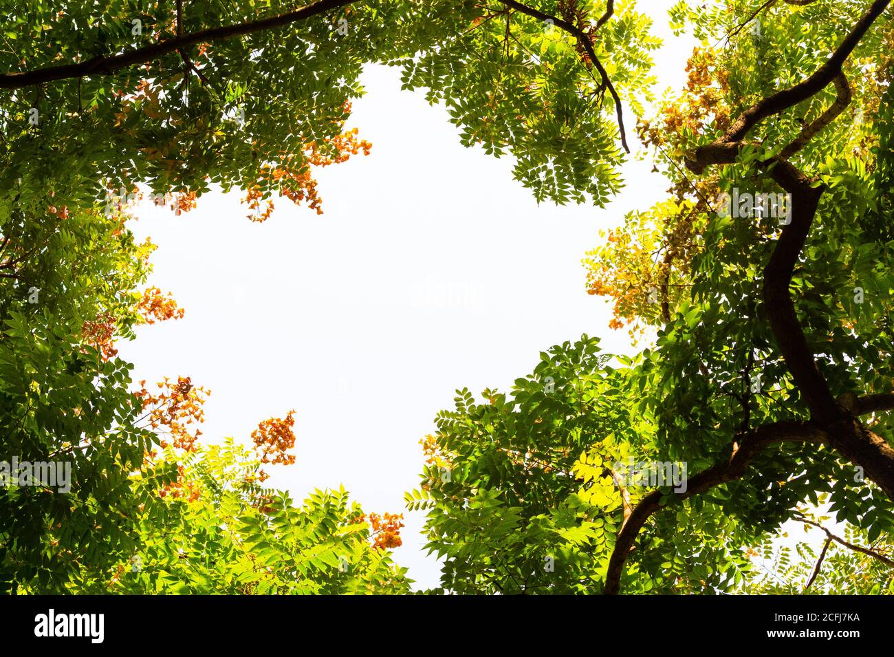 Top view with tree branch and blue sky Stock Photo - Alamy