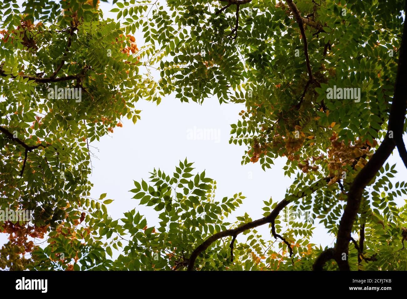 Top view with tree branch and blue sky Stock Photo - Alamy