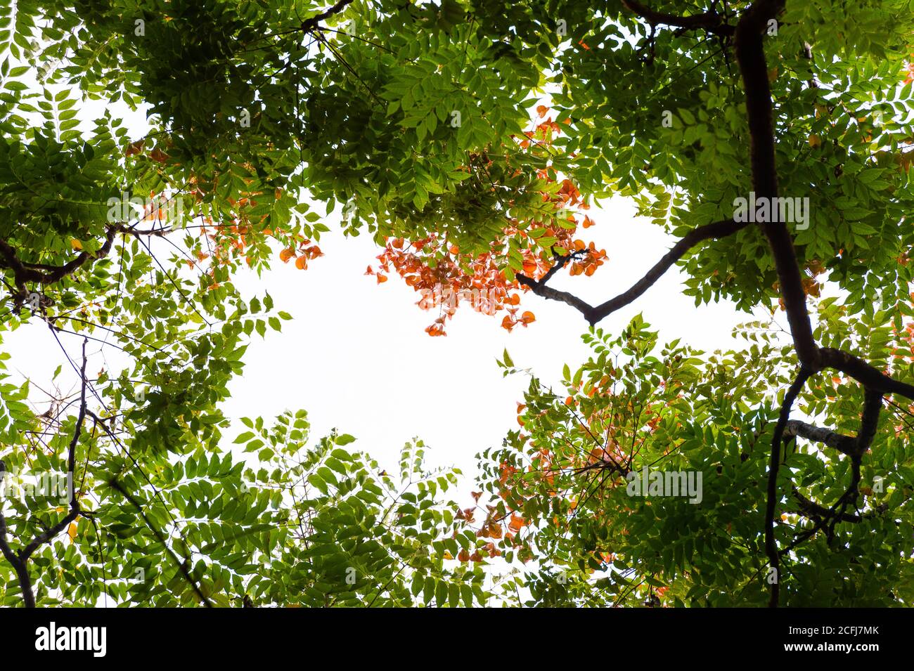 Top view with tree branch and blue sky Stock Photo - Alamy